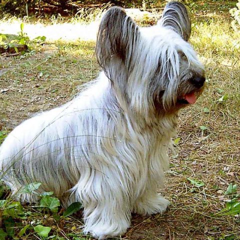 Jorkšyro terjeras (Yorkshire Terrier) - Viskas apie augintinius